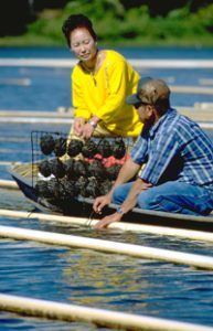 The Freshwater Pearl – Tennessee River Pearls